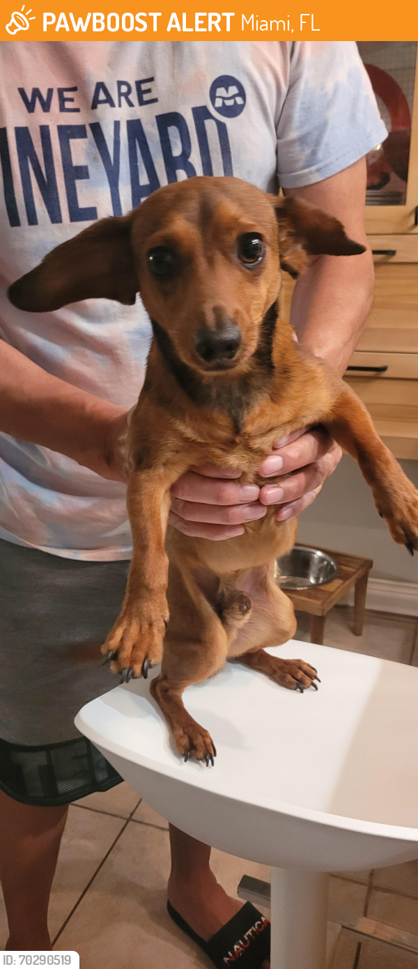Miami, FL Stray Male Dog Found Near 57th terrace & 154 street | PawBoost