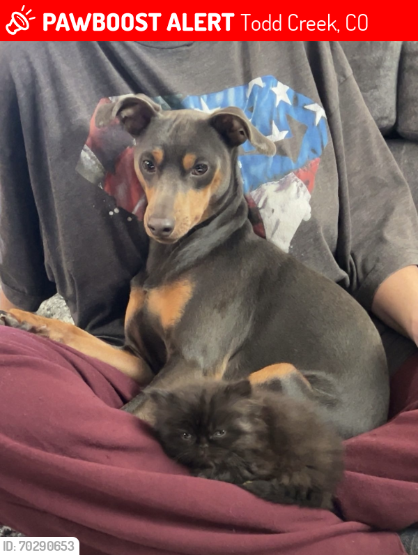 Todd Creek, CO Lost Male Dog, Boysee Is Missing | PawBoost