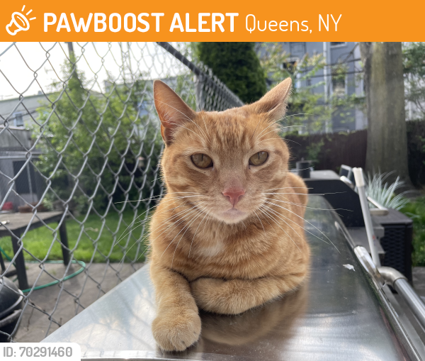 Queens, NY Stray Male Cat Found Near Norman Street and Forest Avenue ...