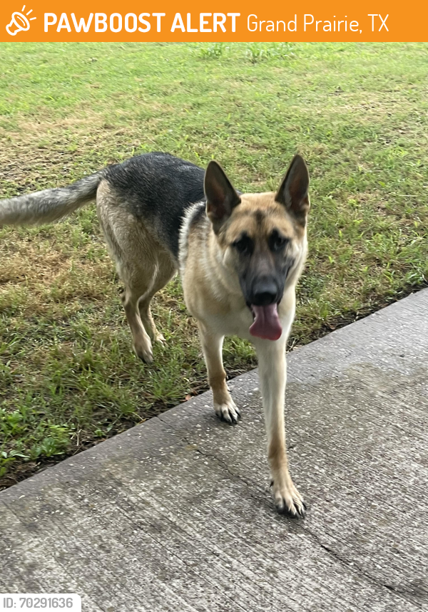 Grand Prairie, TX Stray Dog Found Near Fish creek trail | PawBoost