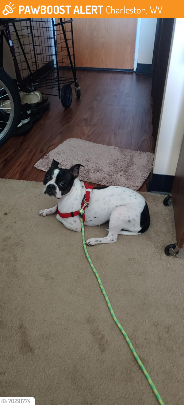 Charleston, WV Stray Female Dog Found Near Horace Mann school | PawBoost
