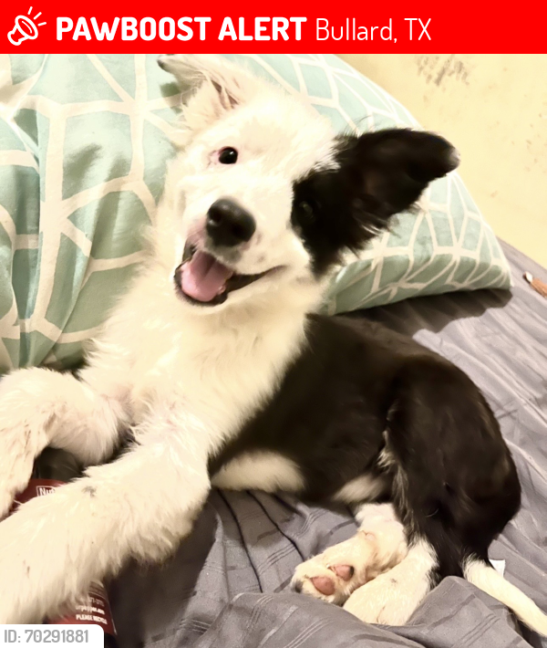 Bullard, TX Lost Female Dog, Hope Is Missing | PawBoost
