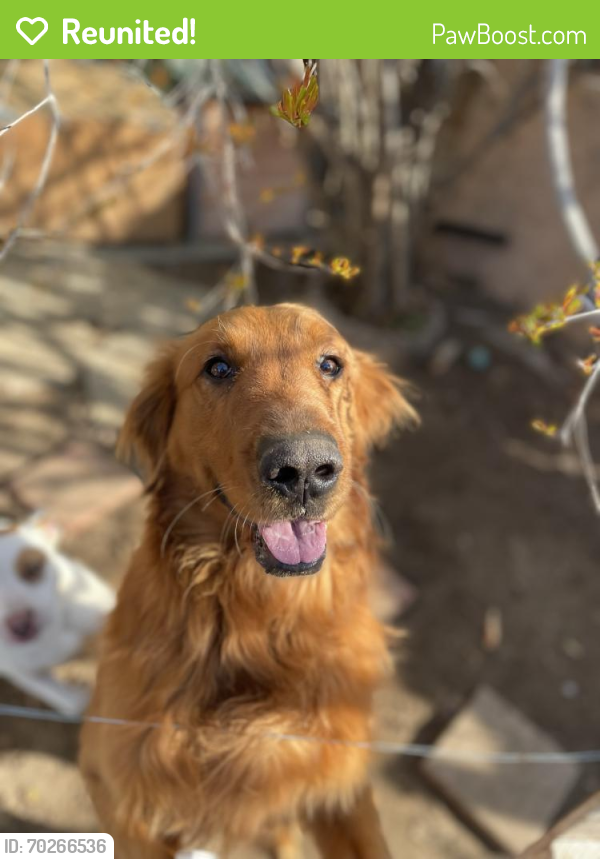 Reunited Male Dog in Colton, CA 92324 (ID: 70266536) | PawBoost