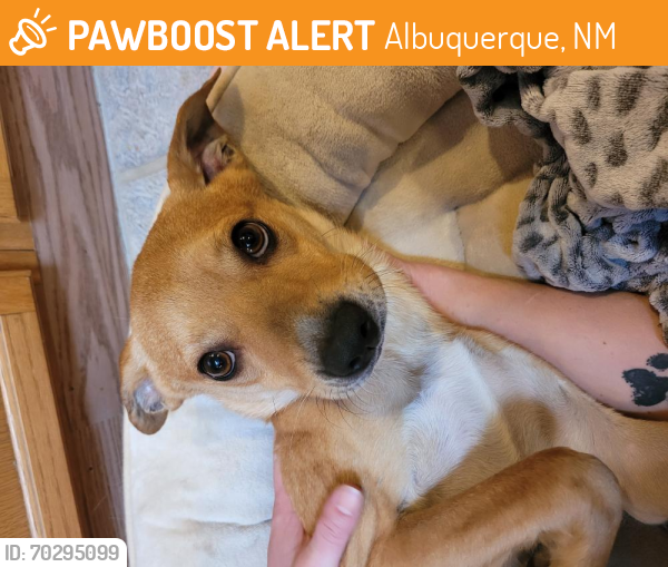 Albuquerque, NM Stray Male Dog Found Near Paseo del Norte and I25 ...