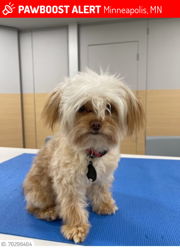 Minneapolis, MN Lost Male Dog, Kano Is Missing | PawBoost