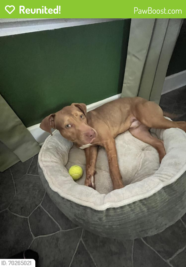 Reunited Male Dog in Norfolk, VA 23513 (ID: 70265021) | PawBoost