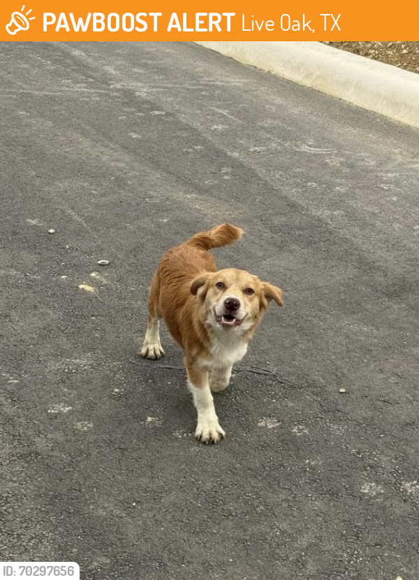 Live Oak, TX Stray Male Dog Found Near Comanche lookout | PawBoost