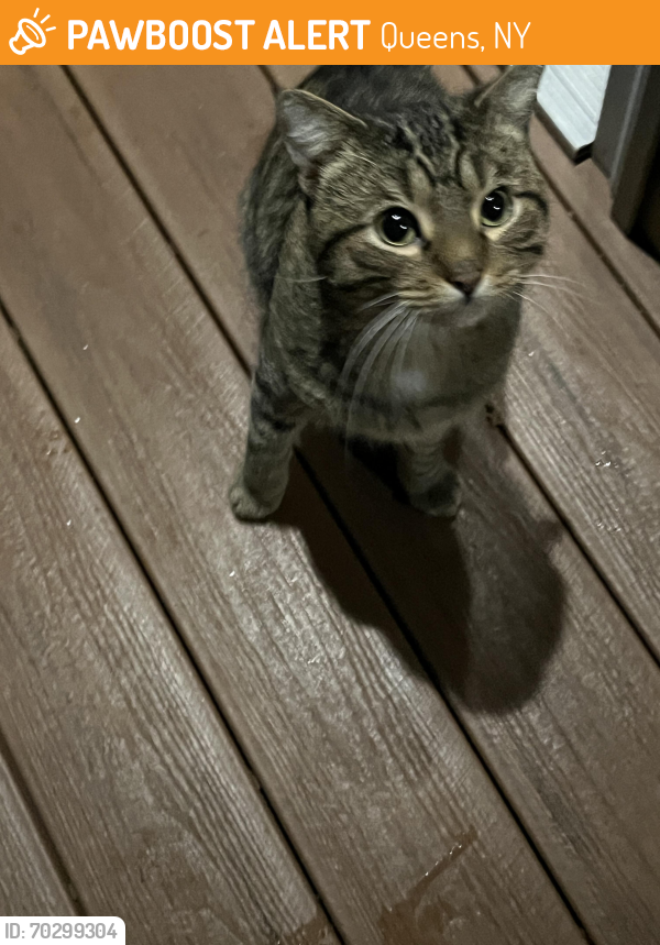 Queens, NY Stray Male Cat Found Near Between Myrtle and Central Ave ...