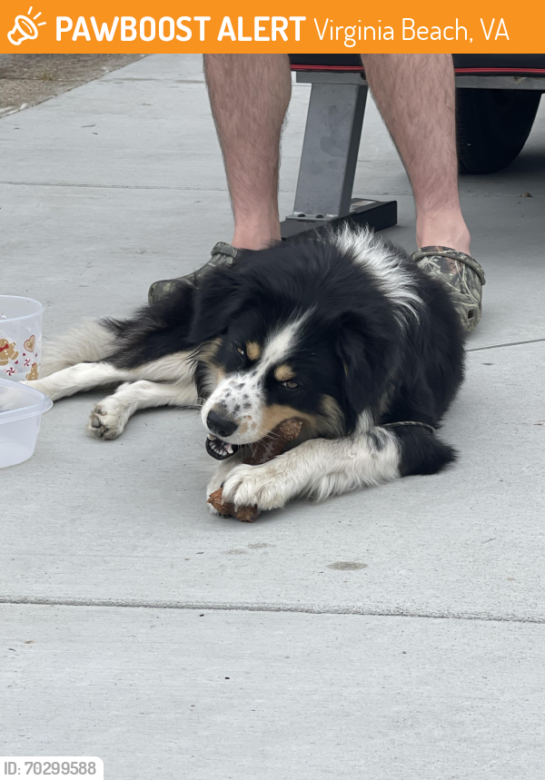 Virginia Beach, VA Stray Male Dog Found Near westgrove rd virginia ...