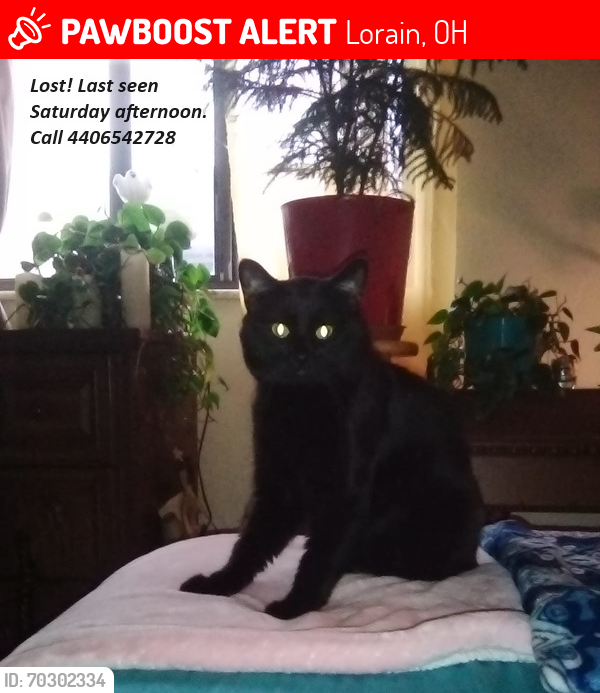 Lorain, OH Lost Male Cat, Andy Is Missing | PawBoost