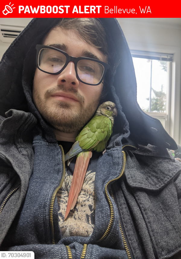 Bellevue Wa Lost Female Bird Minty Is Missing Pawboost