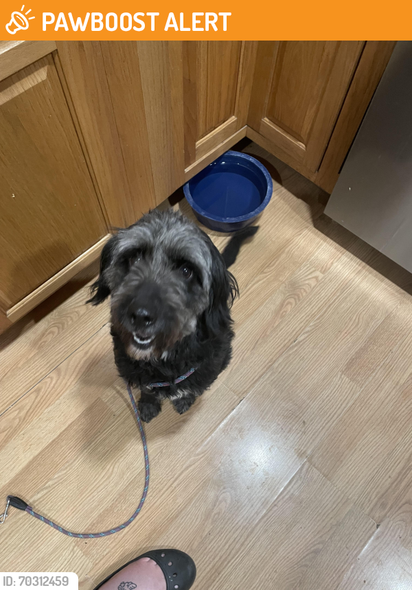 Waterford Township, MI Stray Female Dog Found Near Voorheis and ...