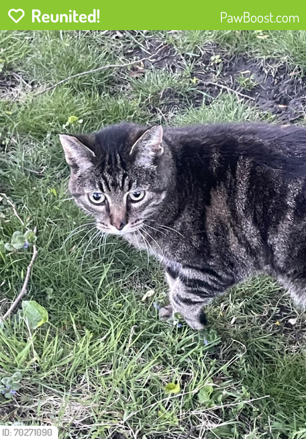 Reunited Cat in Minneapolis, MN 55417 (ID: 70271090) | PawBoost