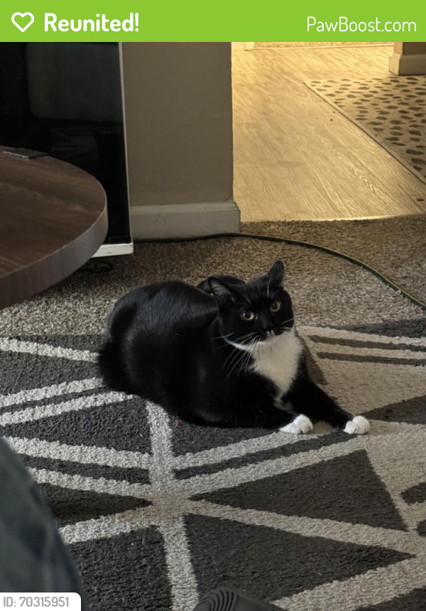 Reunited Female Cat in Reno, NV 89502 (ID: 70315951) | PawBoost