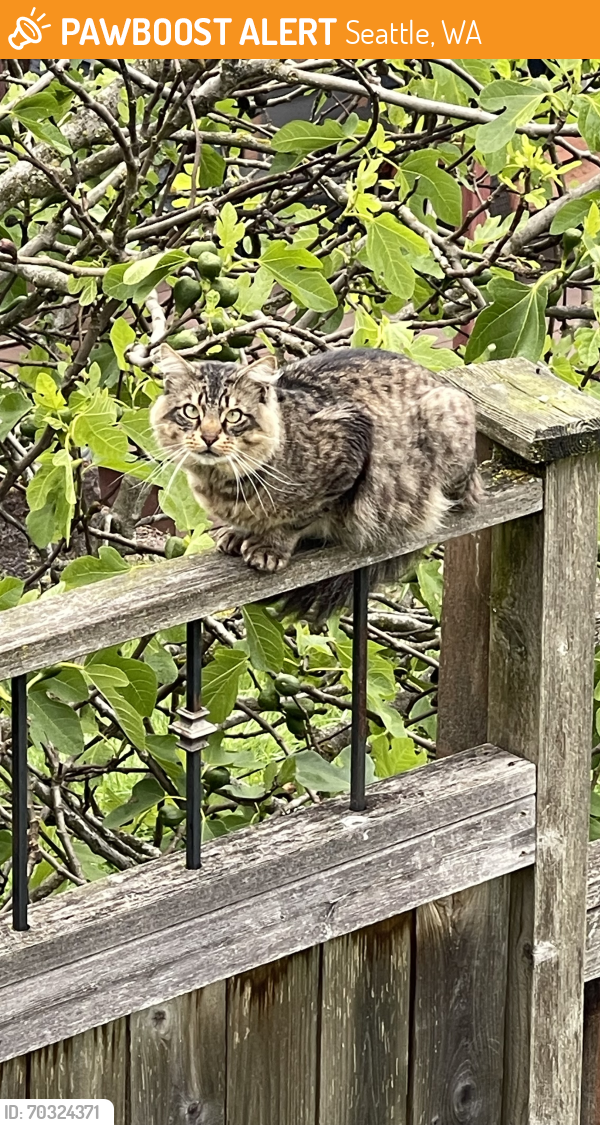 Seattle, WA Stray Cat Found Near 26th Ave / Olive | PawBoost