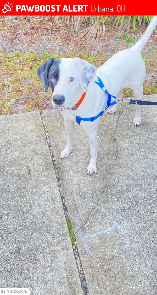 Urbana, OH Lost Male Dog, Ghost Is Missing | PawBoost