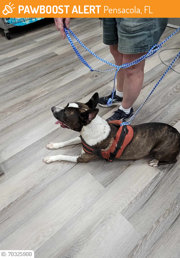 Pensacola, FL Stray Dog Found Near Near Jordan and Maxwell | PawBoost