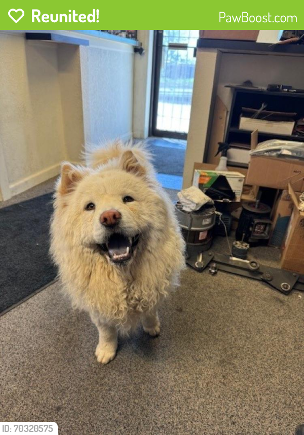 Reunited Female Dog in Denver, CO 80216 (ID: 70320575) | PawBoost