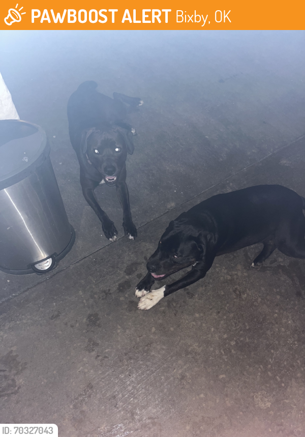 Bixby, OK Stray Dog Found Near 131/ harvard | PawBoost