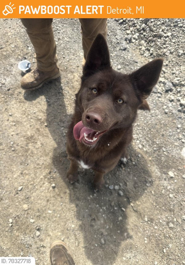 Detroit, MI Stray Female Dog Found Near W Jefferson & Springwells Ct ...