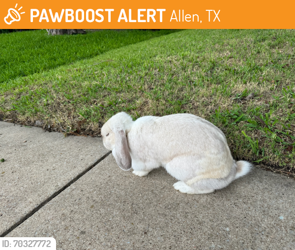 Allen, TX Stray Rabbit Found Near Malone & Main street | PawBoost