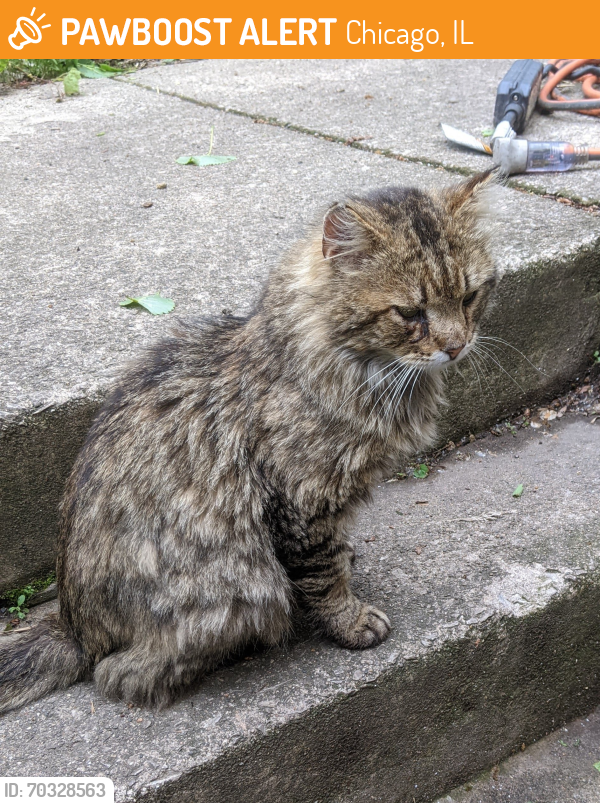 Chicago, IL Stray Cat Found Near 49th and Michigan Avenue | PawBoost