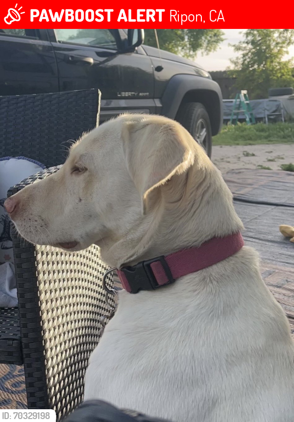 Ripon, CA Lost Female Dog, Missy Is Missing | PawBoost