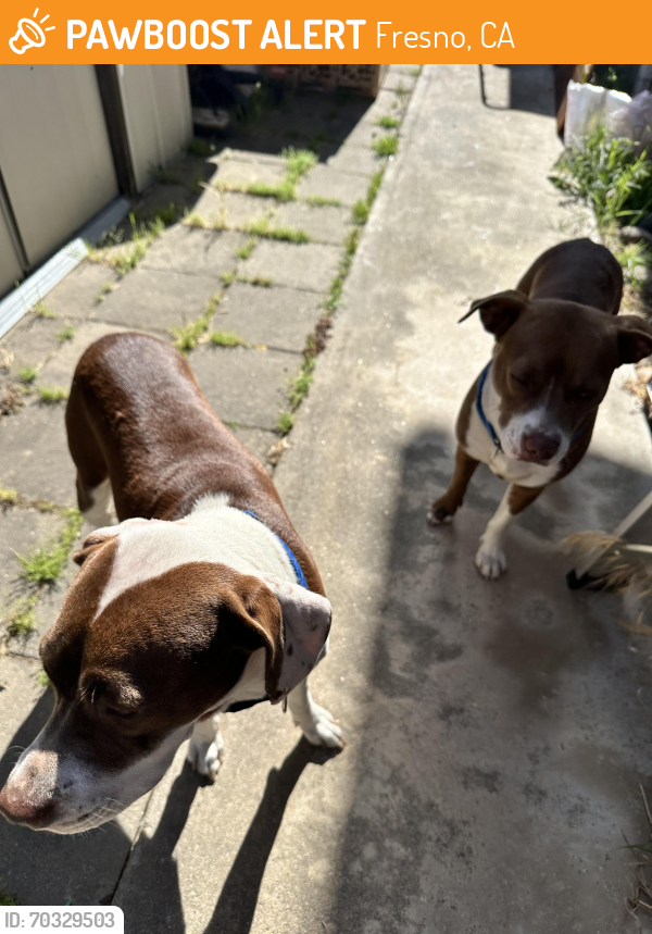 Fresno, CA Stray Female Dog Found Near Bullard and Dante | PawBoost