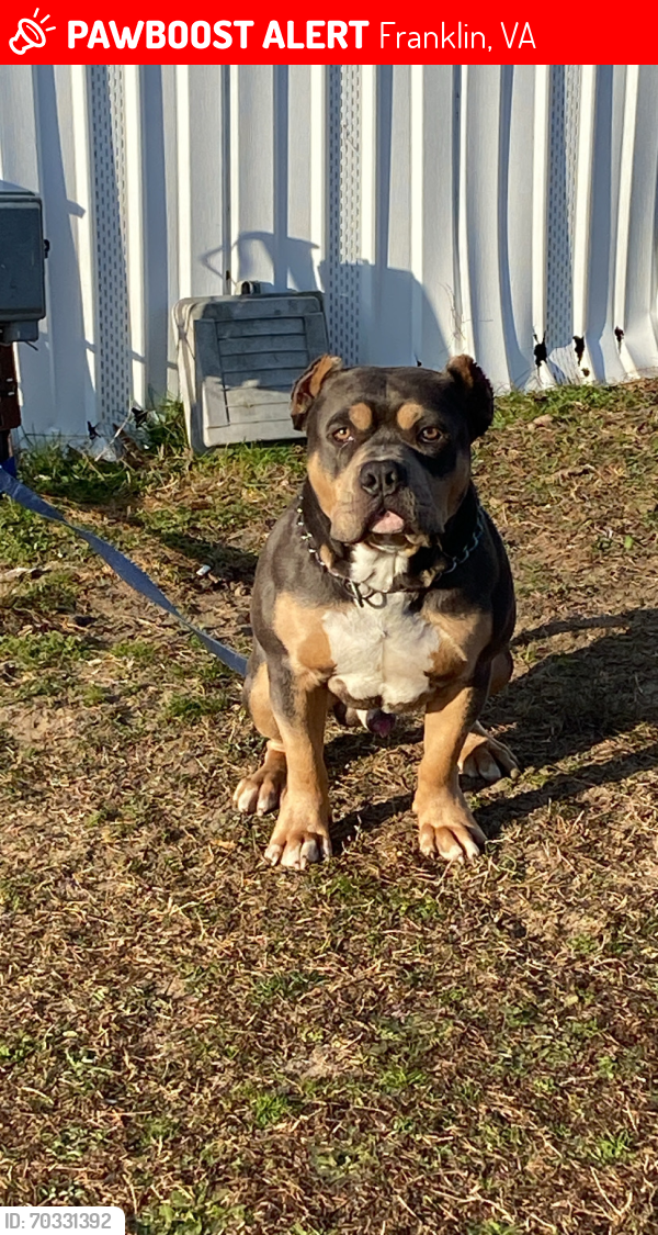 Franklin, VA Lost Male Dog, Kelo Is Missing | PawBoost