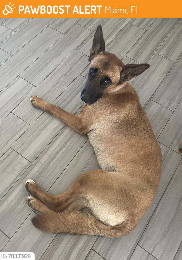 Miami, FL Stray Female Dog Found Near West Miami | PawBoost
