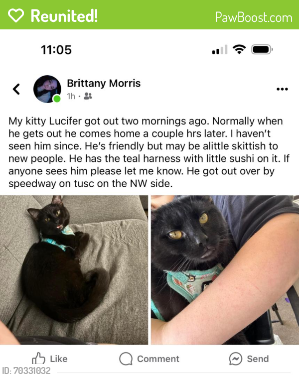Reunited Male Cat in Canton, OH 44708 (ID: 70331032) | PawBoost