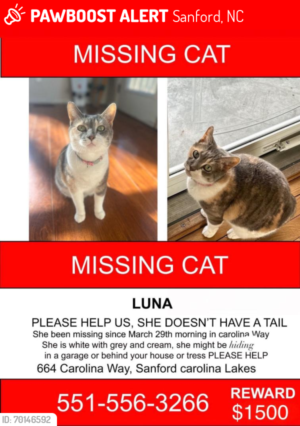 Sanford, NC Lost Female Cat, Luna Is Missing | PawBoost