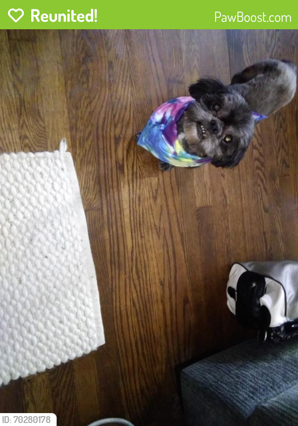 Reunited Male Dog in Cleveland, OH 44110 (ID: 70280178) | PawBoost