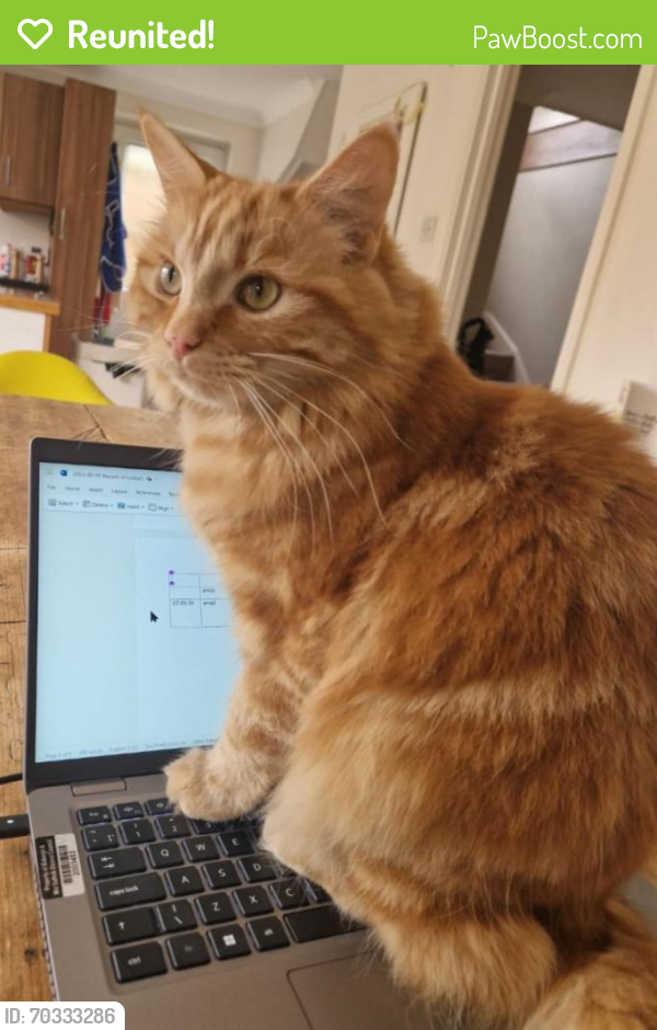 Reunited Female Cat in Suffolk, England IP3 9AF (ID: 70333286) | PawBoost