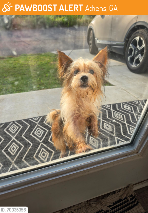 Athens, GA Stray Dog Found Near Jittery Joe's Roaster | PawBoost
