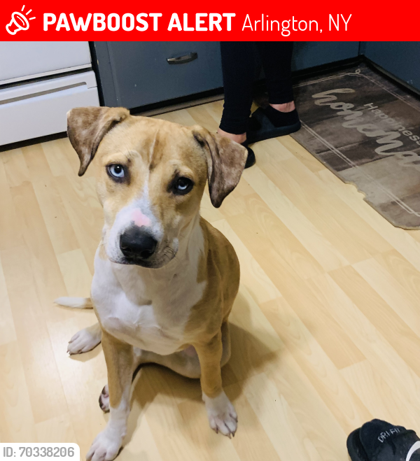 Arlington, NY Lost Female Dog, Coco Is Missing | PawBoost