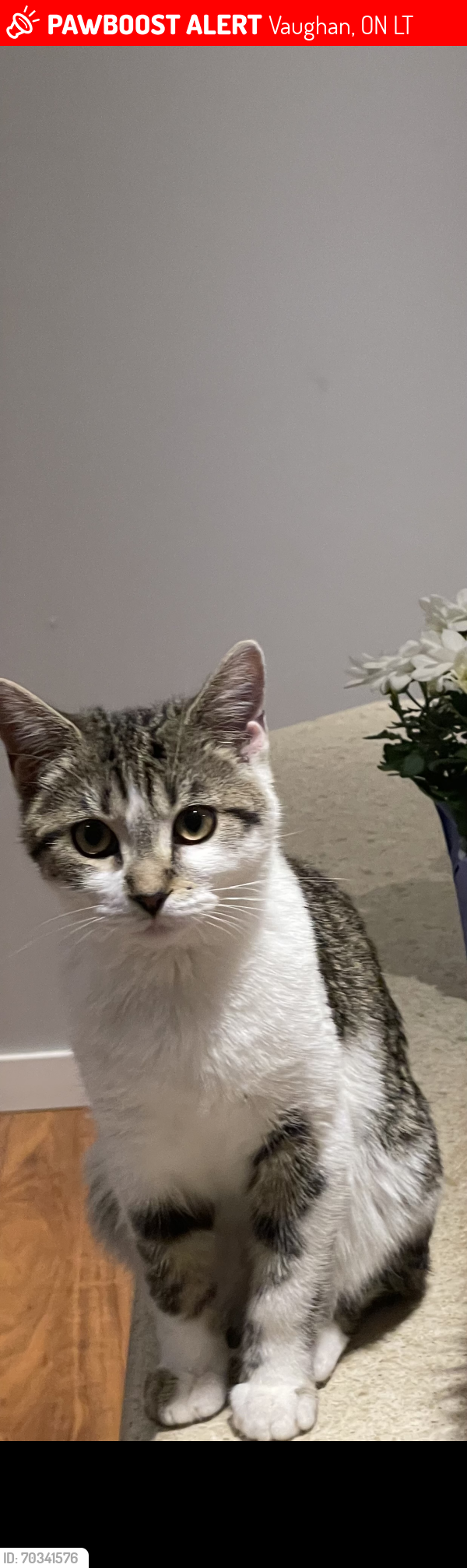 Vaughan, ON Lost Female Cat, Christi Is Missing | PawBoost
