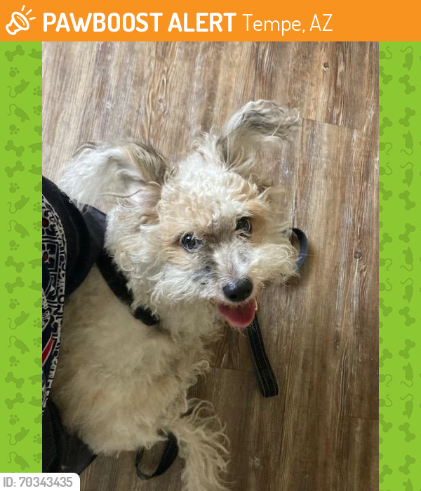 Tempe, AZ Stray Female Dog Found Near Rural Road & Guadalupe Road ...