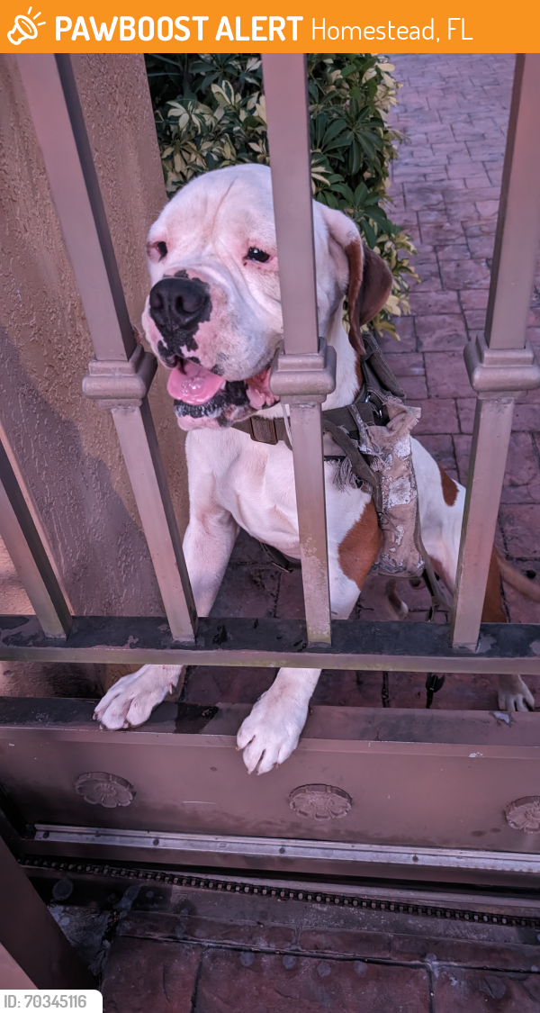 Surrendered Male Dog in Homestead, FL 33030 (ID: 70345116) | PawBoost