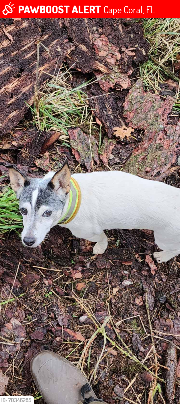 Cape Coral, FL Lost Female Dog, Baylies Is Missing | PawBoost