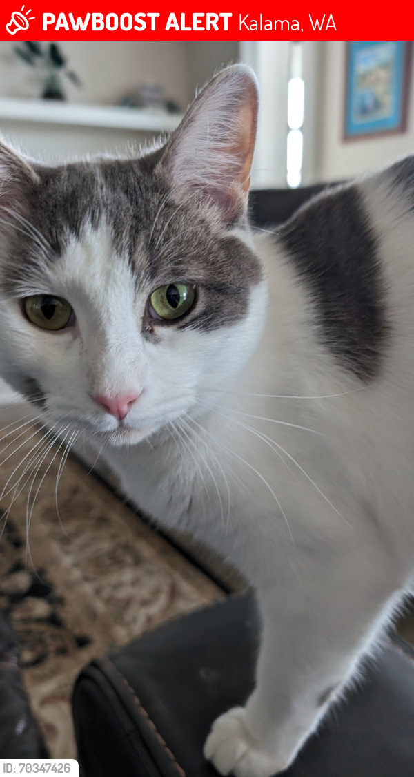 Kalama, WA Lost Male Cat, Spitfire Is Missing | PawBoost