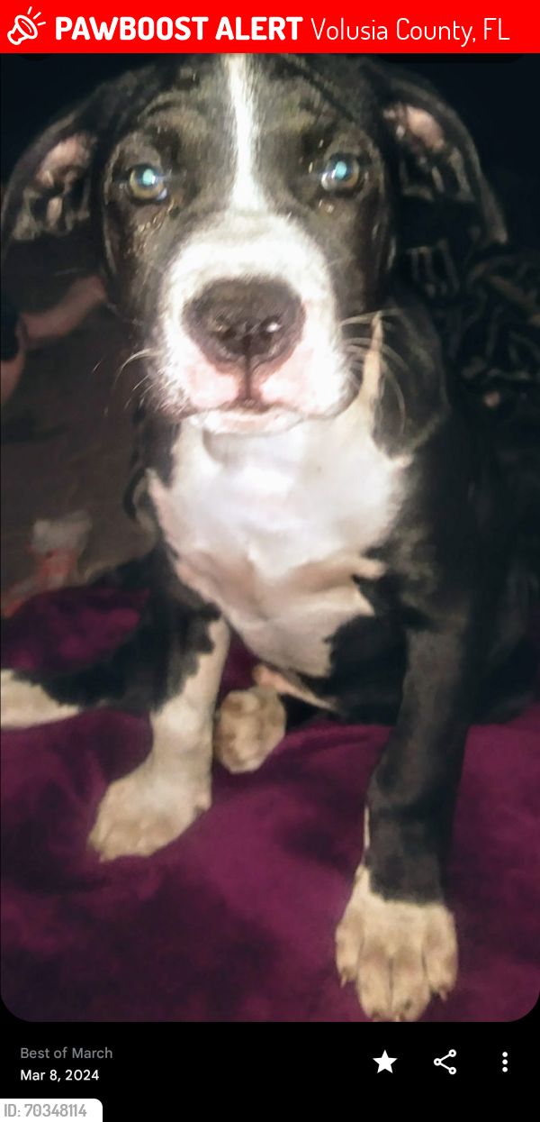 Volusia County, FL Lost Male Dog, Cobra Is Missing | PawBoost