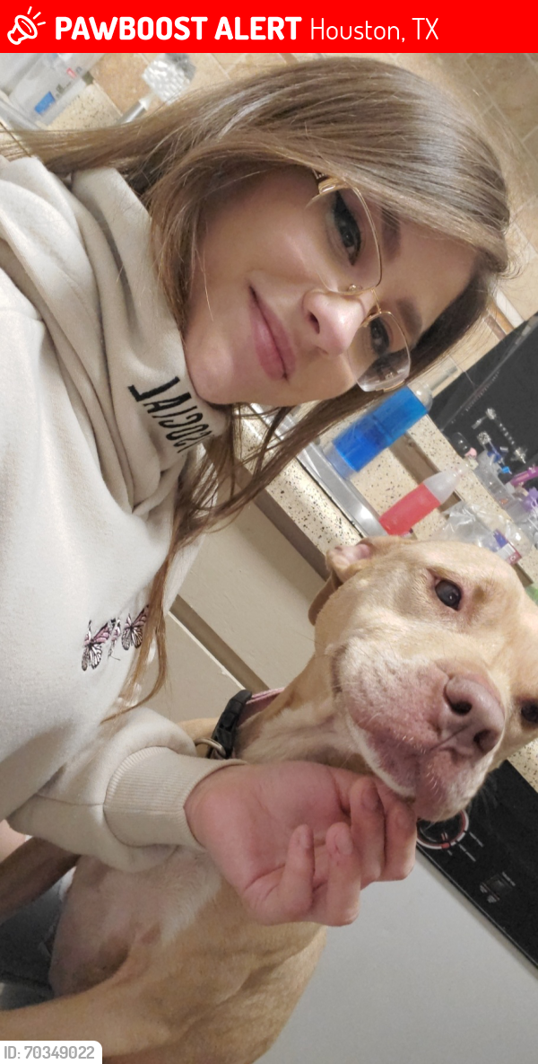 Houston, TX Lost Female Dog, Guerra Is Missing | PawBoost