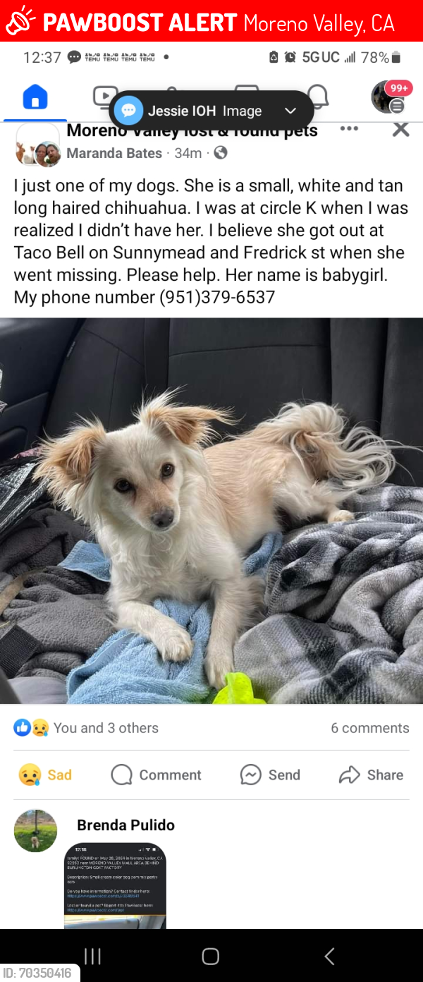 Moreno Valley, CA Lost Female Dog, BABY GIRL Is Missing | PawBoost