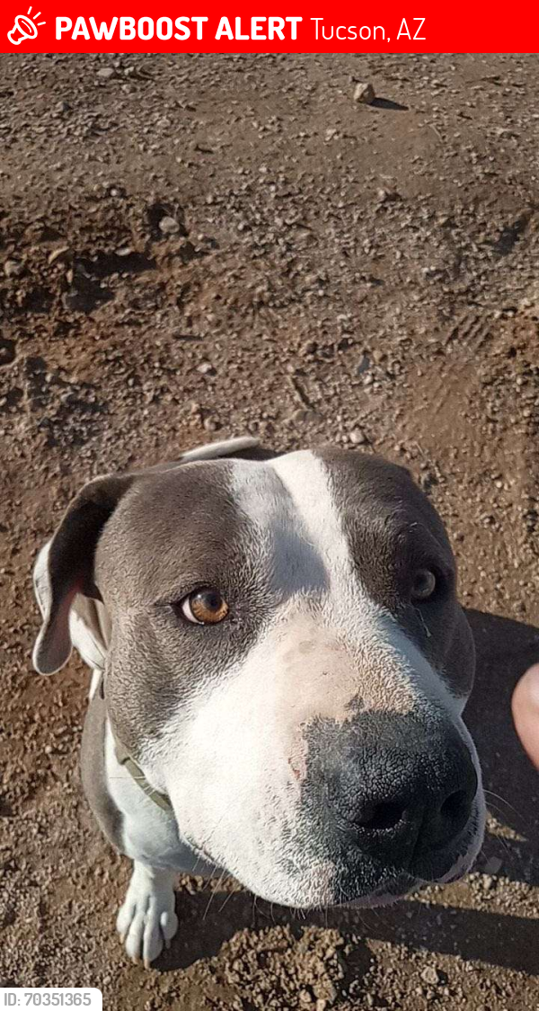 Tucson, AZ Lost Male Dog, Max Is Missing | PawBoost