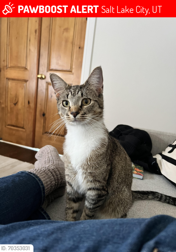 Salt Lake City, UT Lost Female Cat, Pita Is Missing | PawBoost