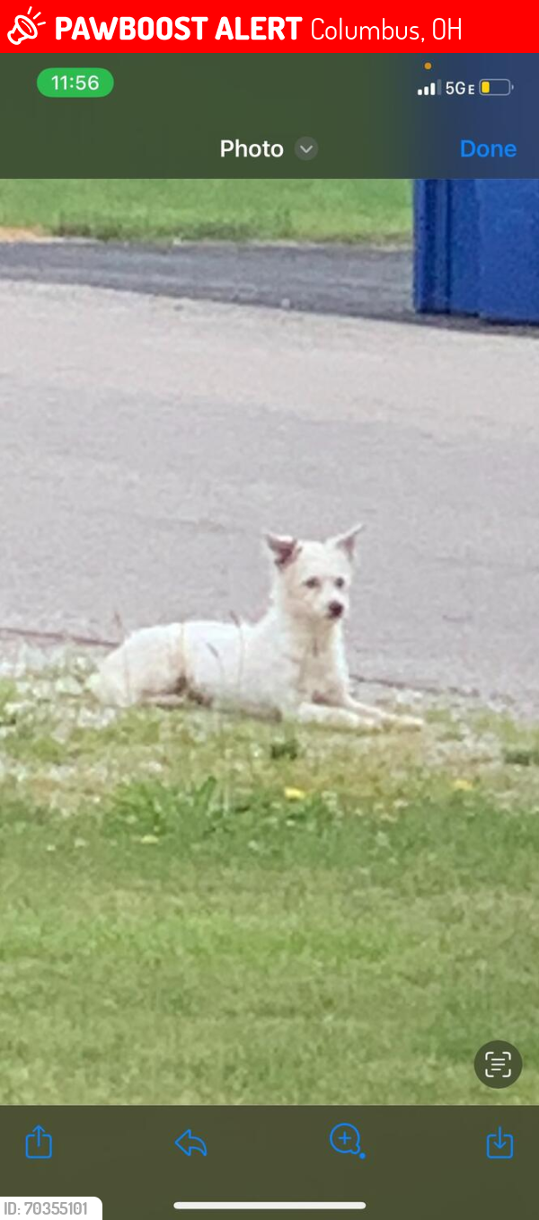 Columbus, OH Lost Female Dog, Kenzie Is Missing | PawBoost