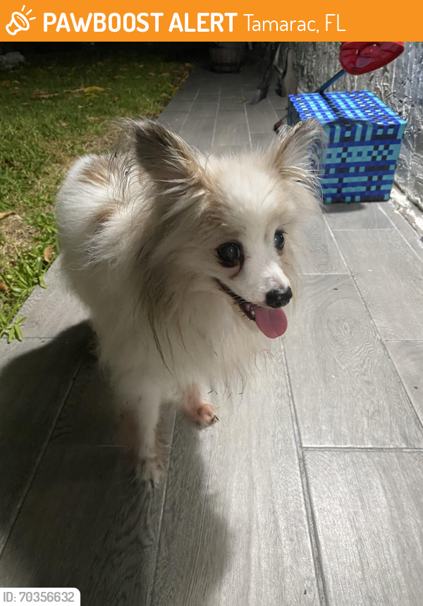 Tamarac, FL Stray Female Dog Found Near Westwood Blvd W | PawBoost