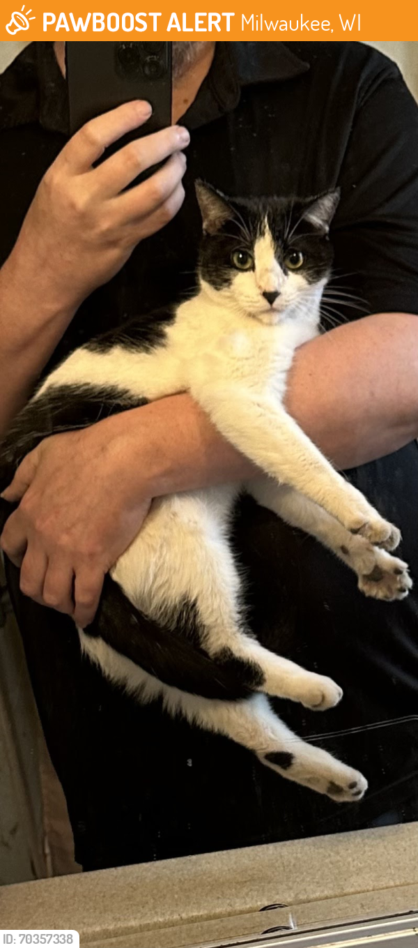 Milwaukee, WI Stray Female Cat Found Near W. Florist Ave and N. Sherman ...