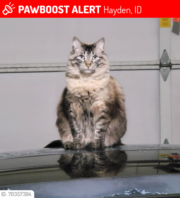 Hayden, ID Lost Male Cat, Harley Is Missing | PawBoost